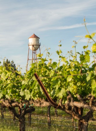 Martin Ray - Martin Ray Vineyards & Winery