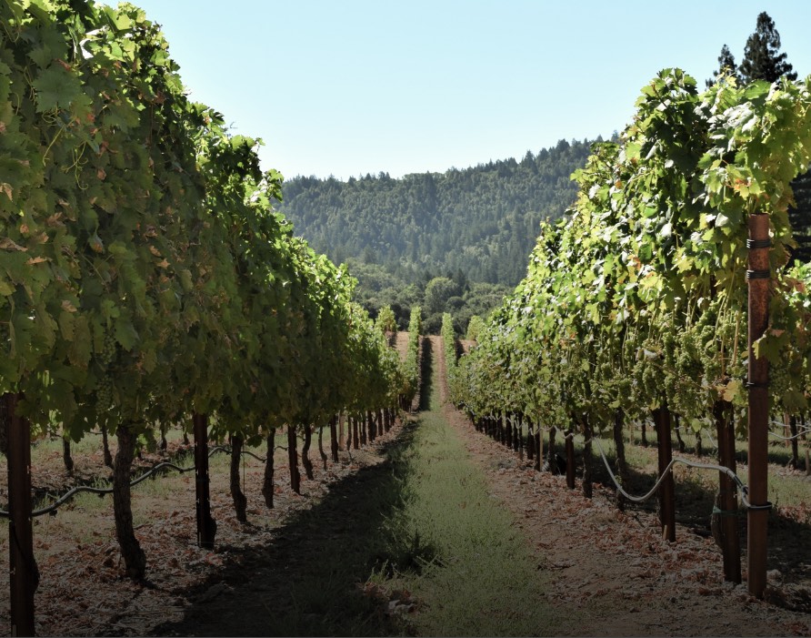 Vineyards - Martin Ray Vineyards & Winery