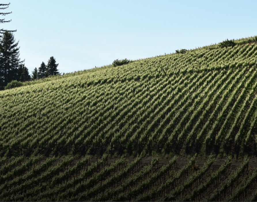 Vineyards - Martin Ray Vineyards & Winery