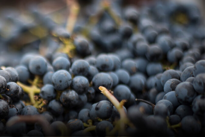 Home - Martin Ray Vineyards & Winery