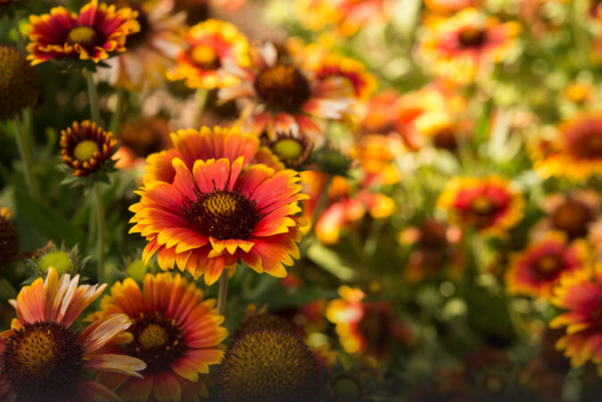 Home - Martin Ray Vineyards & Winery