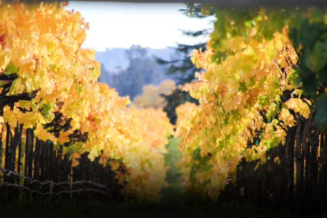 Home - Martin Ray Vineyards & Winery