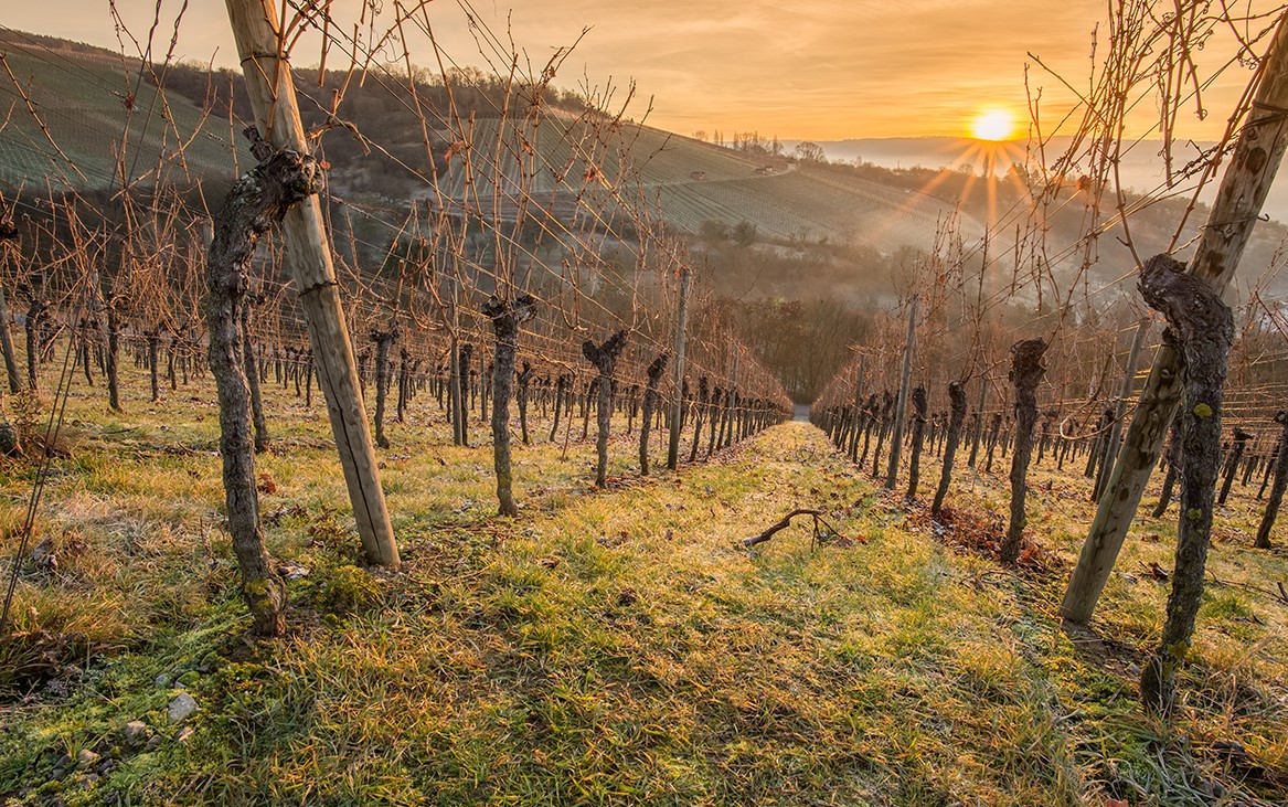 Events - Martin Ray Vineyards & Winery