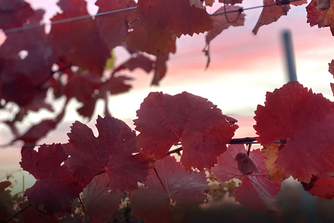 Home - Martin Ray Vineyards & Winery