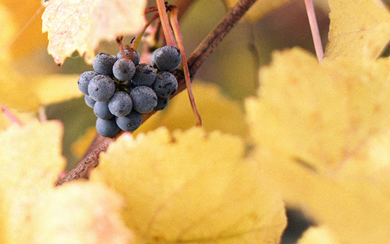 Events - Martin Ray Vineyards & Winery